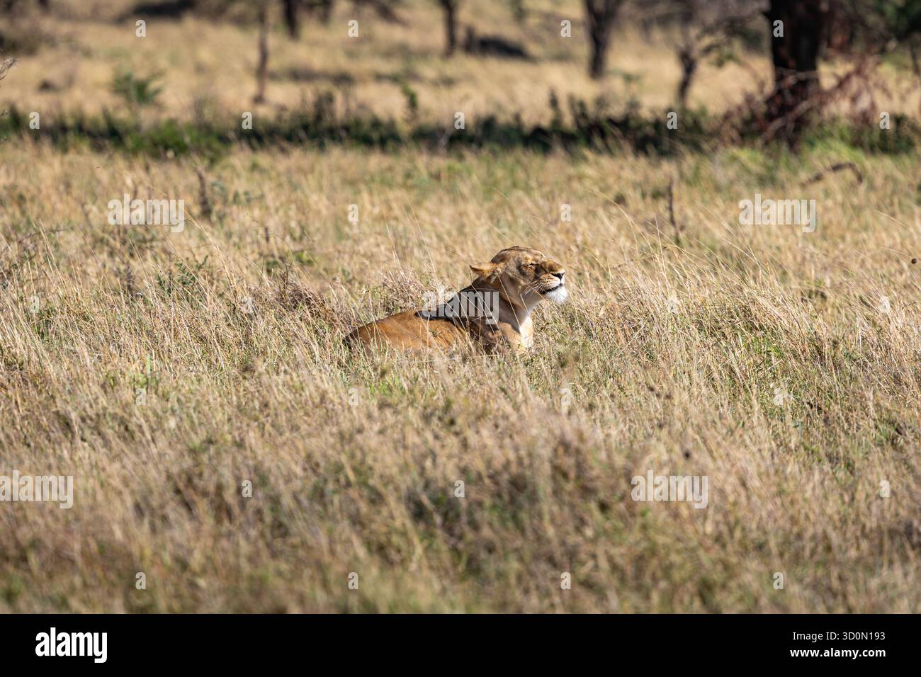 View of a majestic lioness half-hidden in the golden savanna grasses, a ...