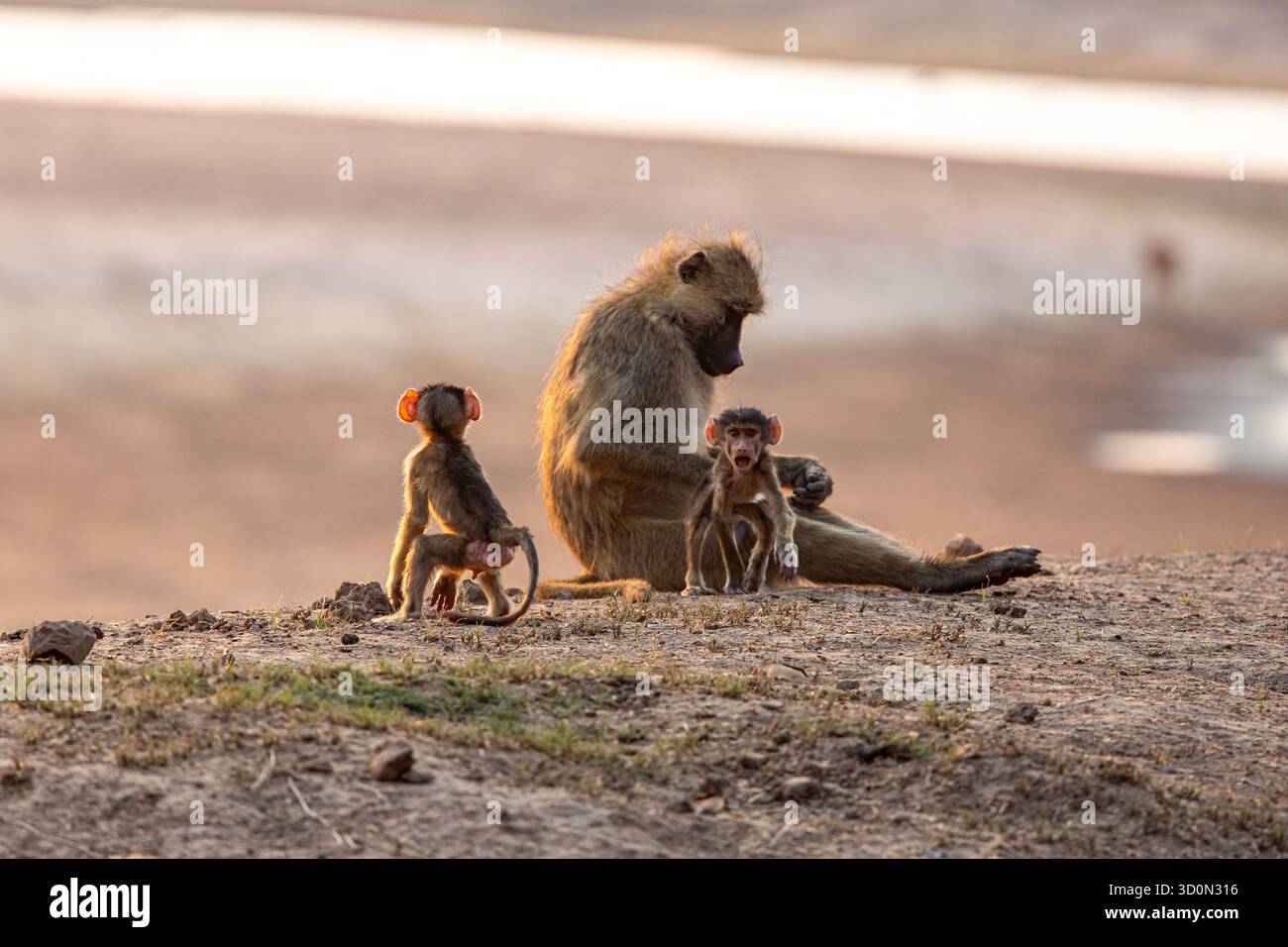 View of a baboon mother and her two young offspring sitting peacefully ...