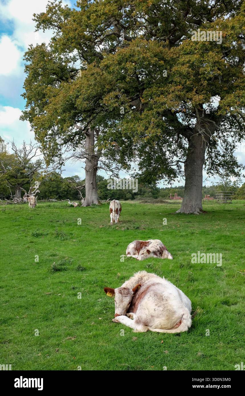 Cattle on The Knepp Rewinding estate and 3,500-acre rewilding project ...