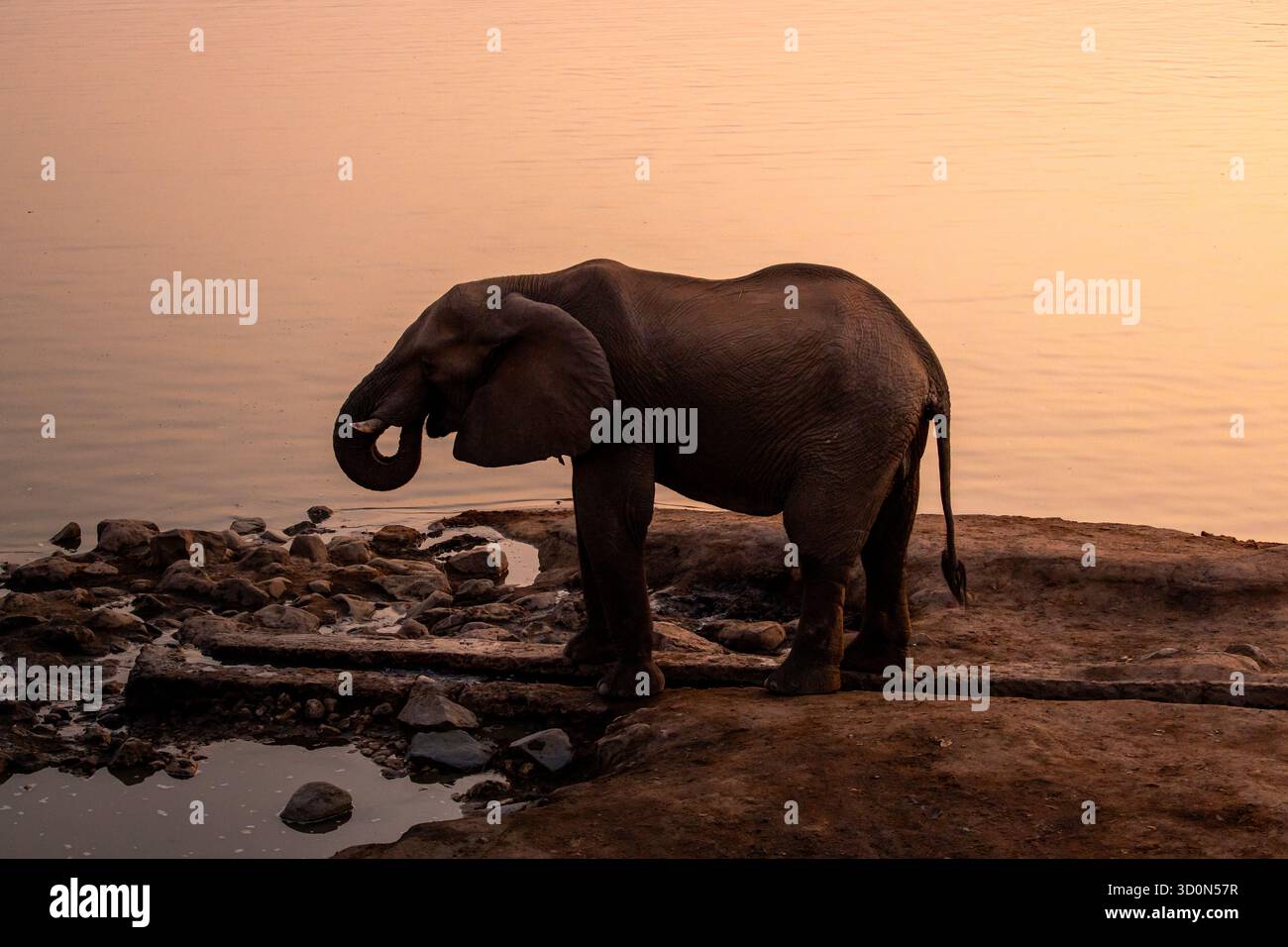 Elephant dusk drinking from hi-res stock photography and images - Alamy