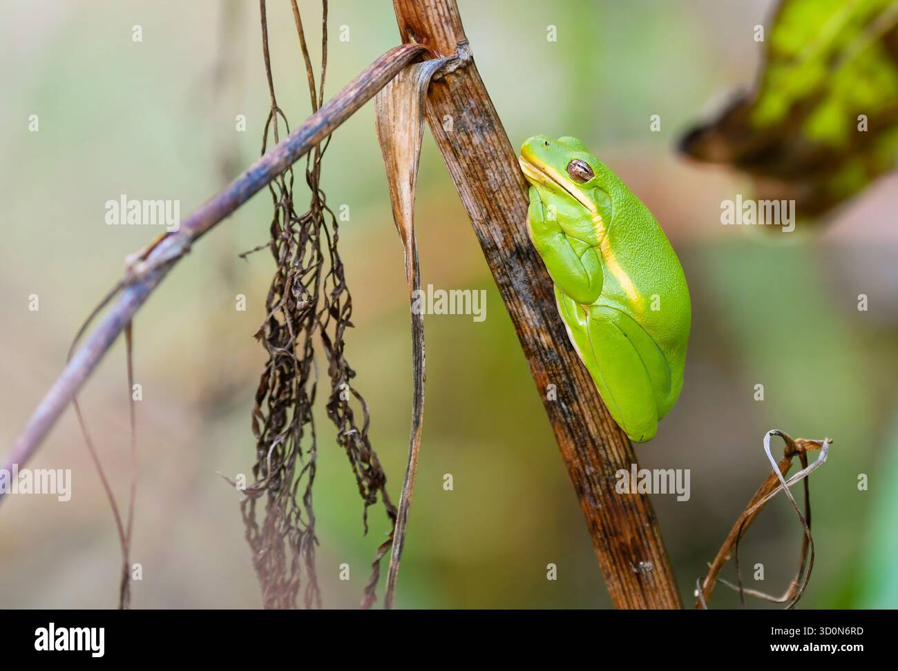 A green tree frog rests on a dried reed along Snake Road, Shawnee ...
