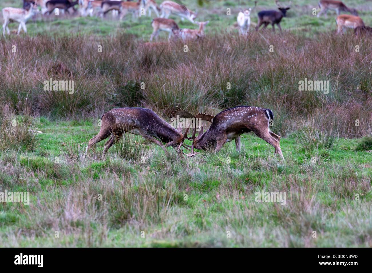 Pair of fallow deer bucks vie for dominance during the rutting season ...