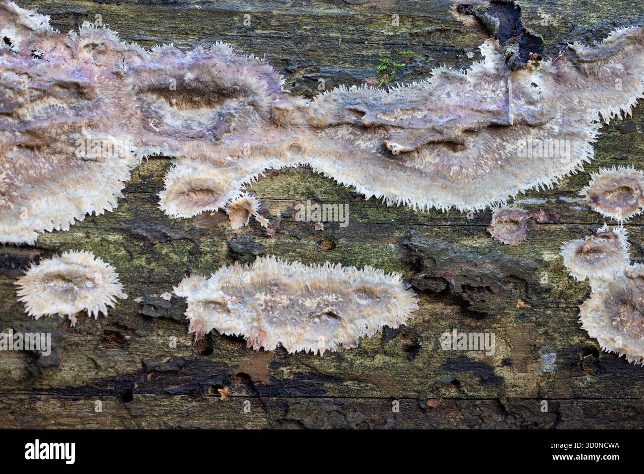 Phlebia centrifuga crust fungus Stock Photo - Alamy