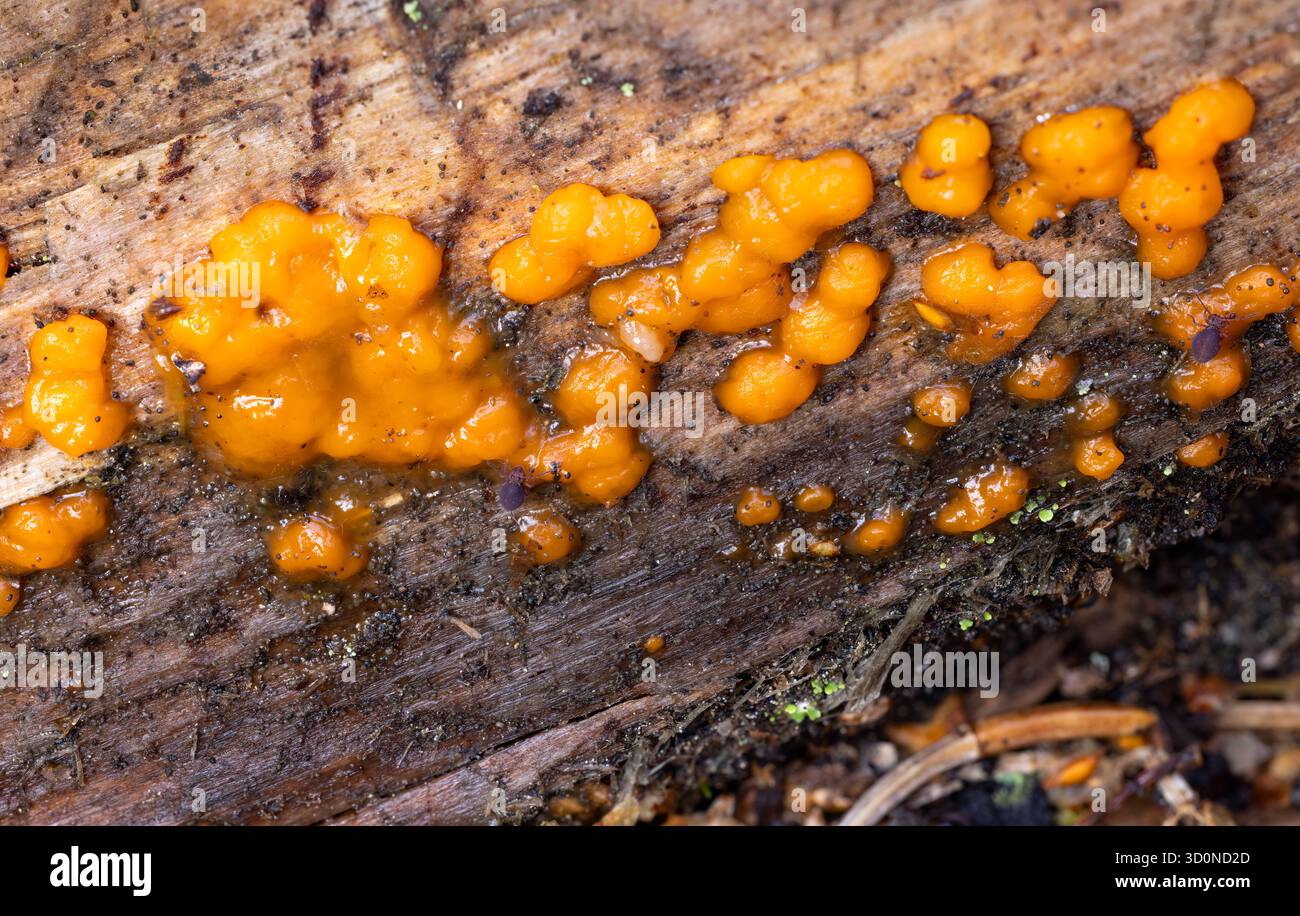Round fungus in nature hi-res stock photography and images - Alamy