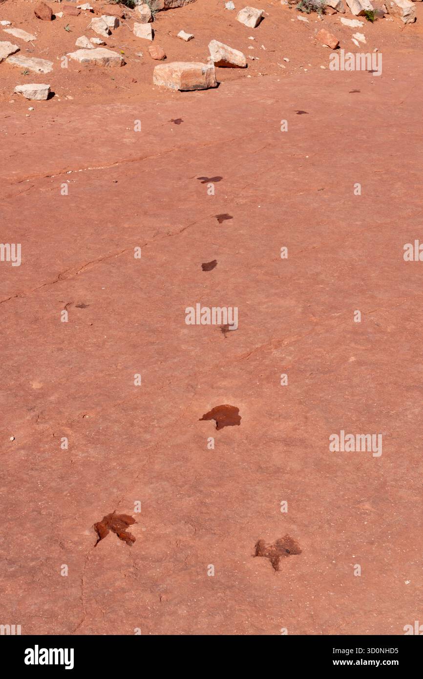 A prehistoric grallator dinosaur trackway at the Warner Valley Dinosaur ...