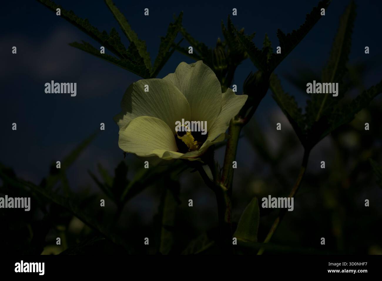 Pictures of Ladies Finger flowers Stock Photo - Alamy