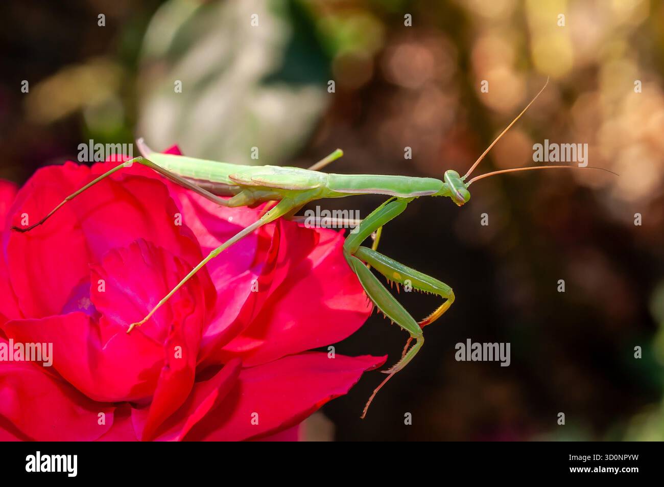 Green mantis close up illuminated hi-res stock photography and images ...