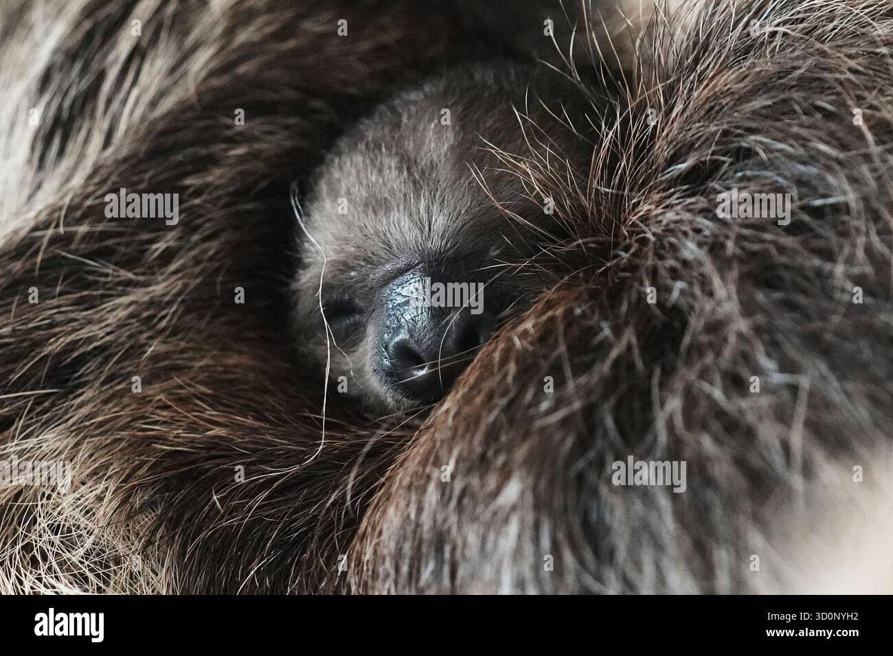 A two-week-old baby sloth, one of four recent animal births, sleeps in ...
