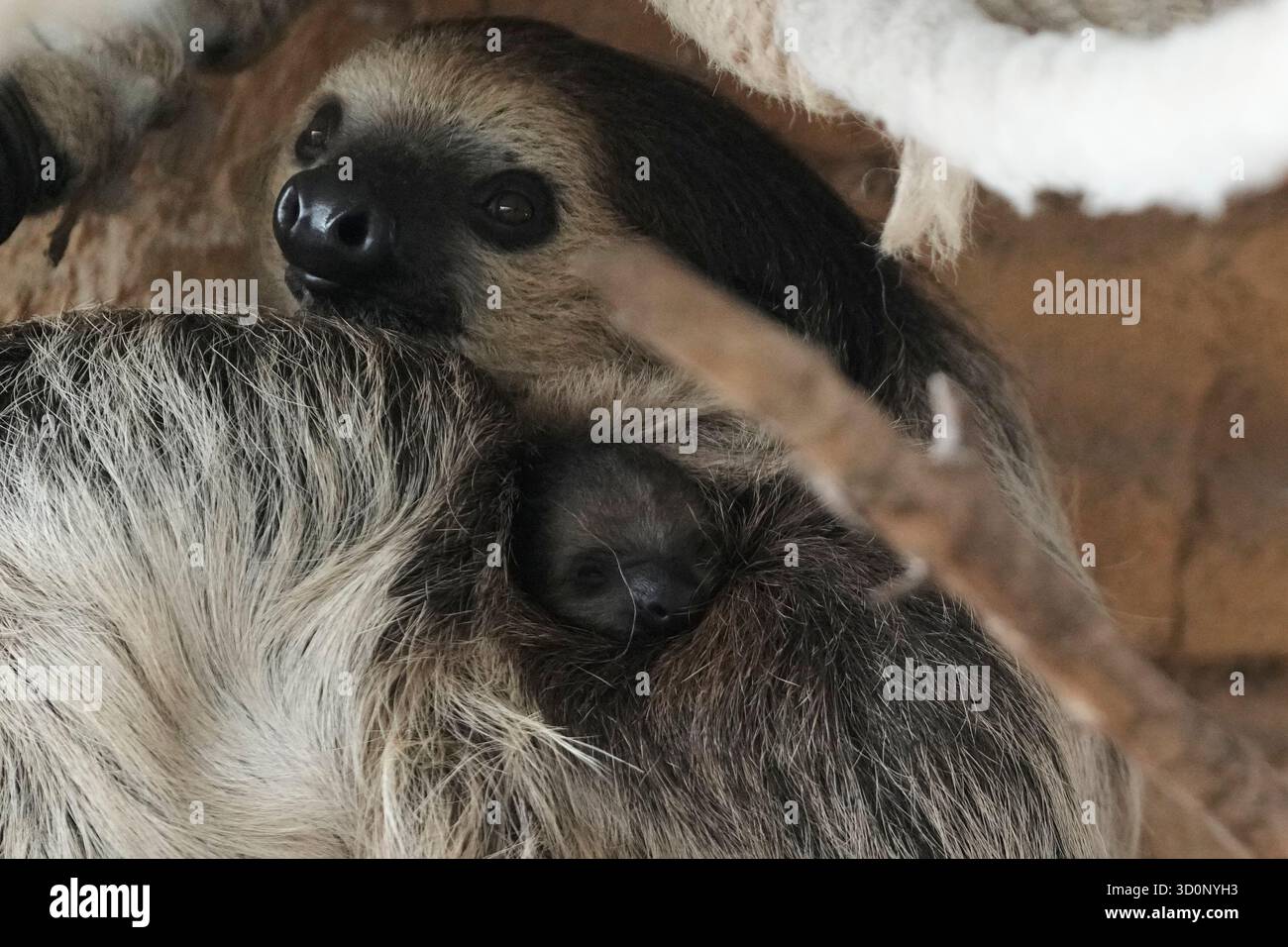 Vivian, a sloth mother holds her two-week-old baby, one of four recent ...