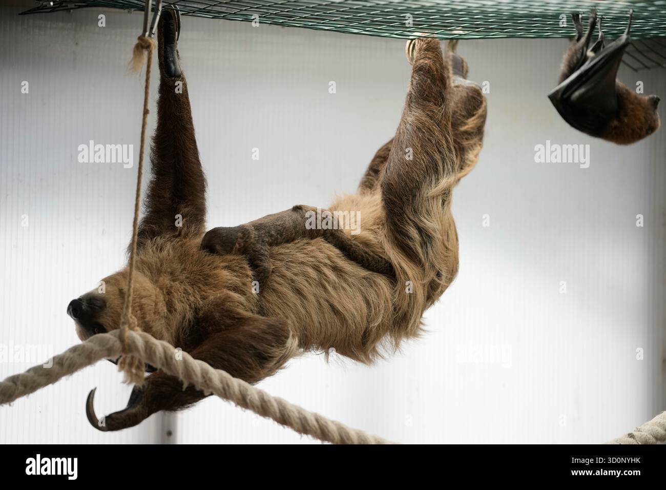 Vivian, a sloth mother, climbs next to a bat as her two-week-old baby ...