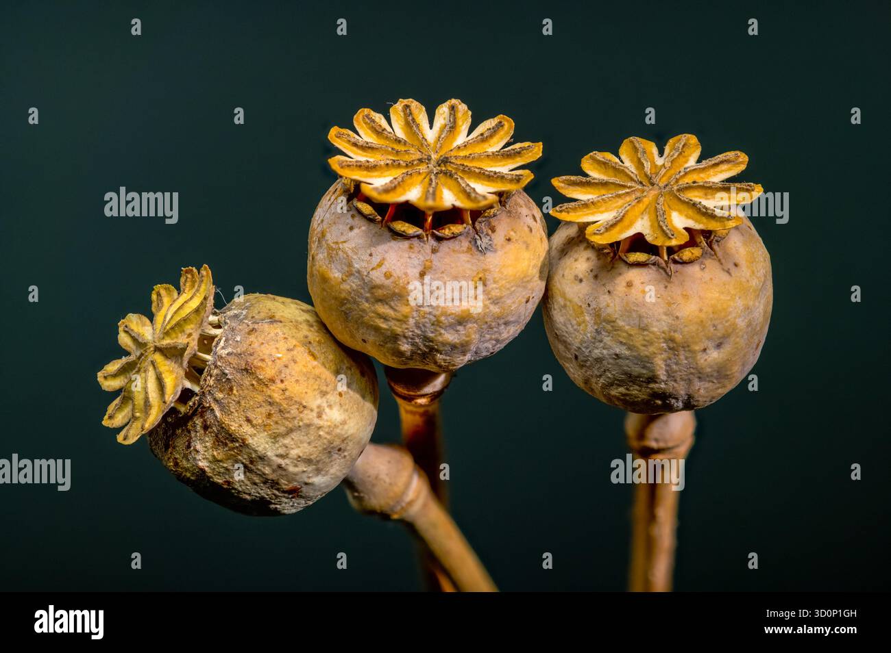Dried poppy pods, a common sight in gardens, captured in sharp detail ...