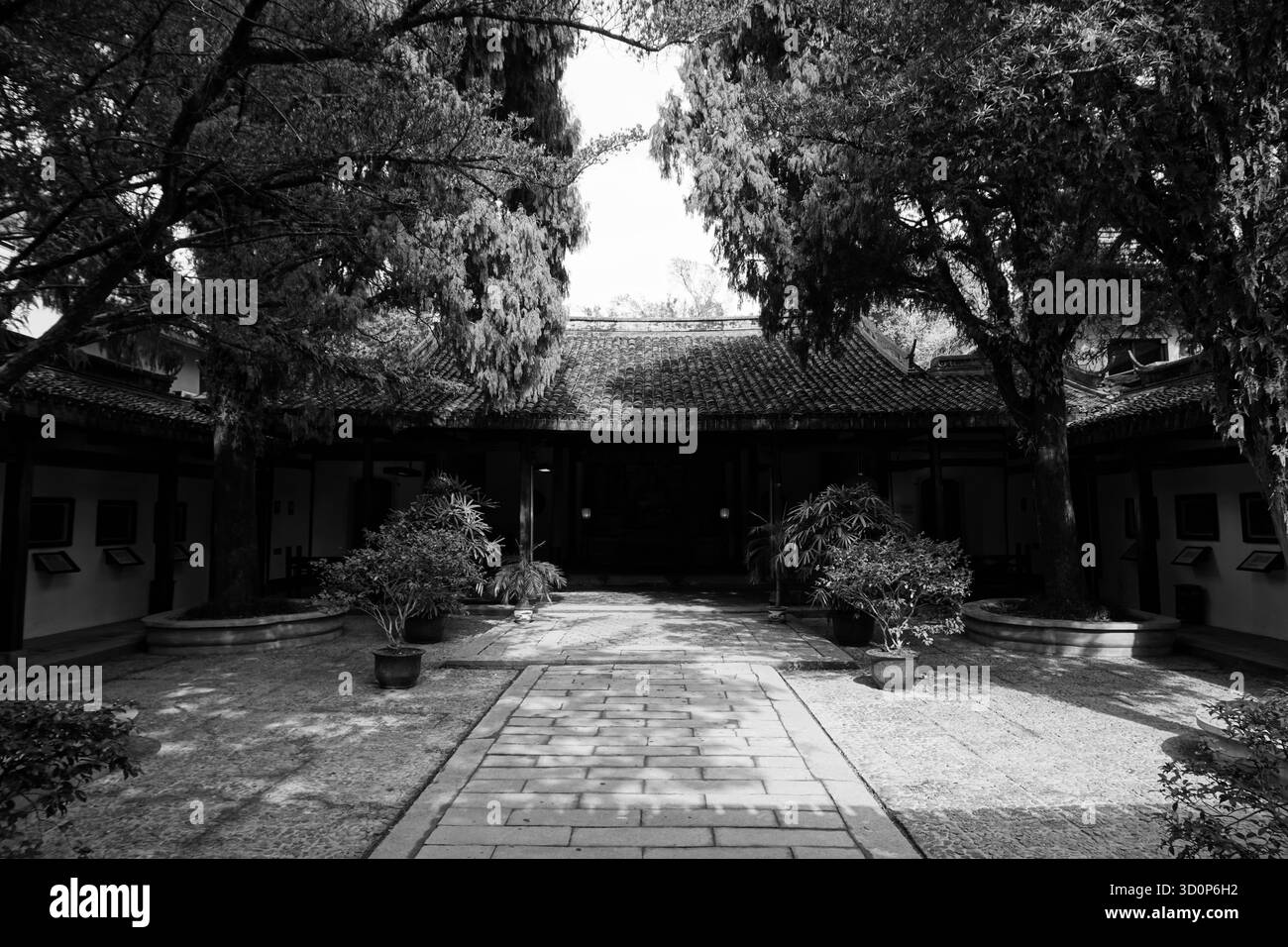 Chinese sacred tree Black and White Stock Photos & Images - Alamy
