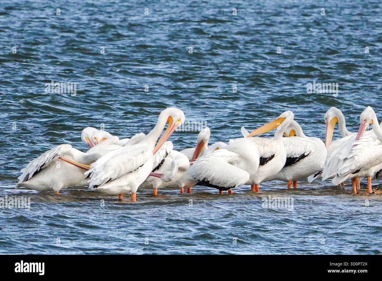 Migrating American white pelicans stand on the Crab Bank in Bullyard ...