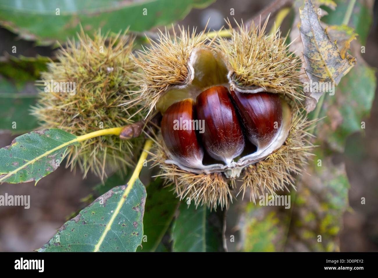 Mature burr texture hi-res stock photography and images - Alamy