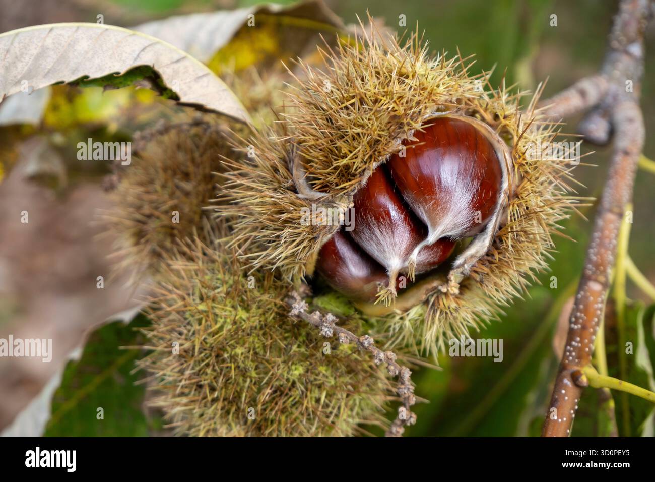 Mature burr texture hi-res stock photography and images - Alamy