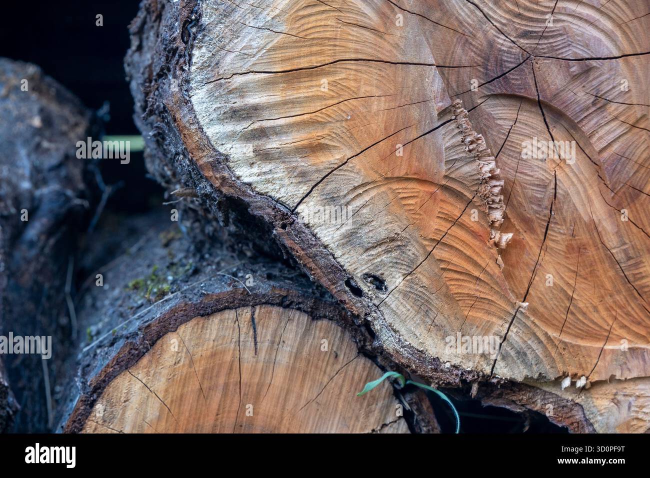 Freshly cut tree log ends showing rings, cracks, and wood texture ...