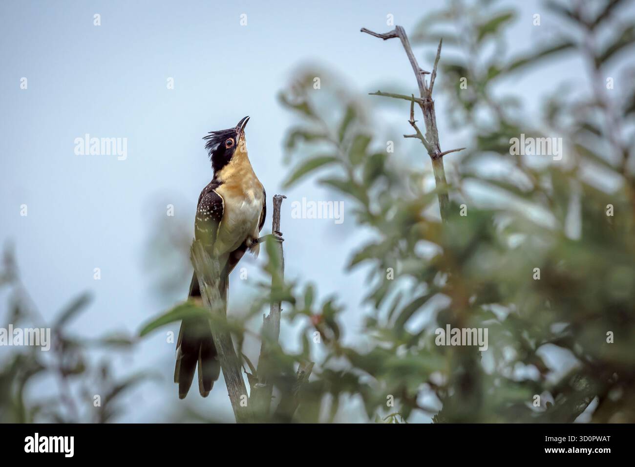 Great Spotted Cuckoo standing on a bush in Greater Kruger National park ...