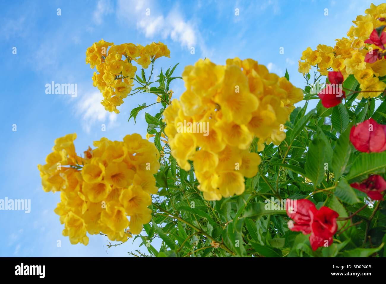 Vibrant yellow bells tecoma hi-res stock photography and images - Alamy