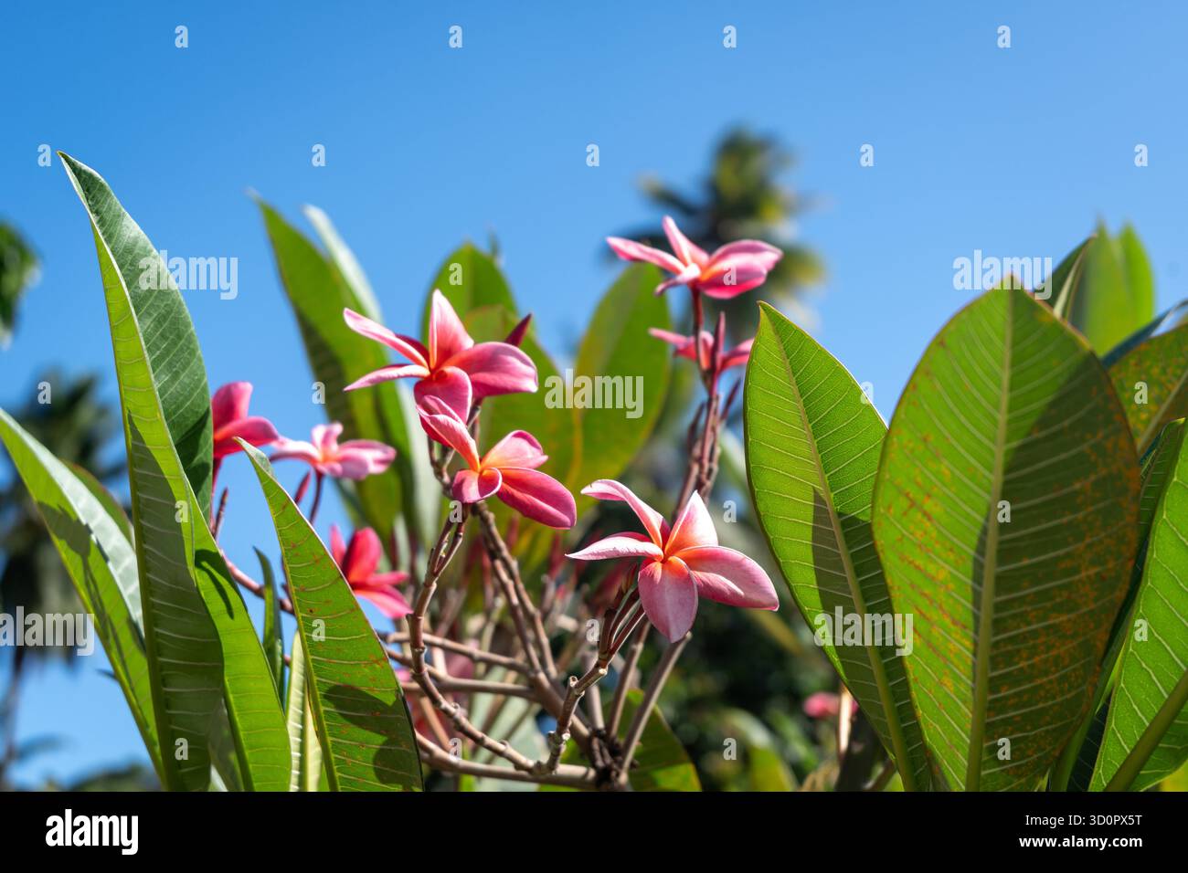 Frangipani flowers bloom in Hiva Oa, Marquesas Islands, French ...