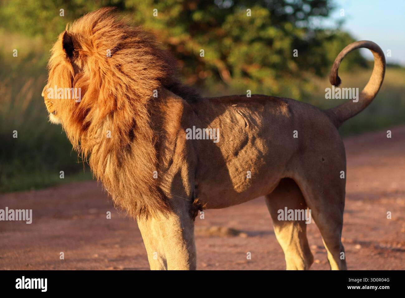 Large male lion with a thick, majestic mane standing proudly on a dirt ...
