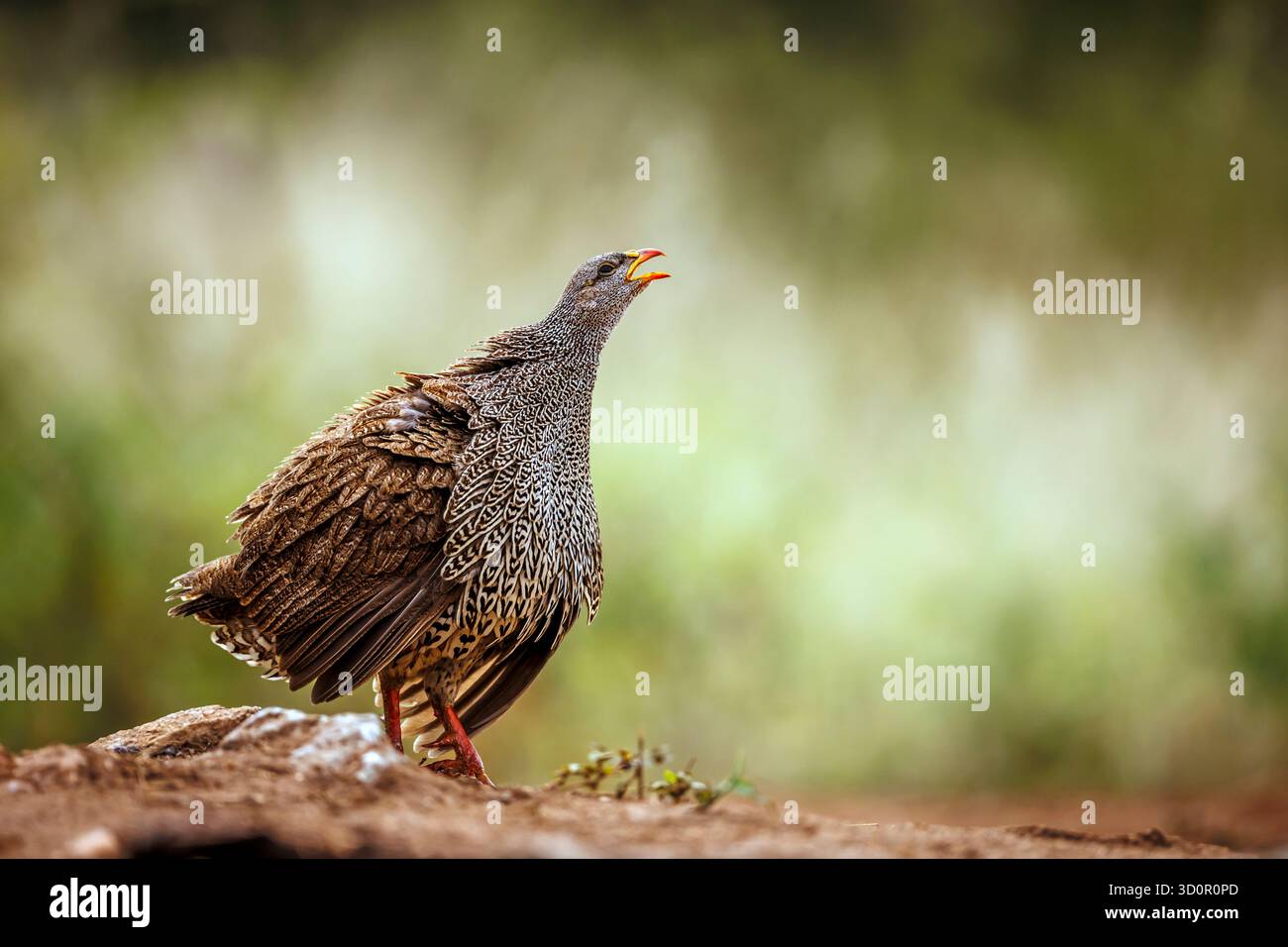 Natal francolin male in meeting parade in Greater Kruger National park ...