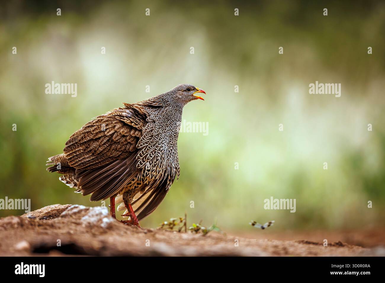 Natal francolin male in meeting parade in Greater Kruger National park ...