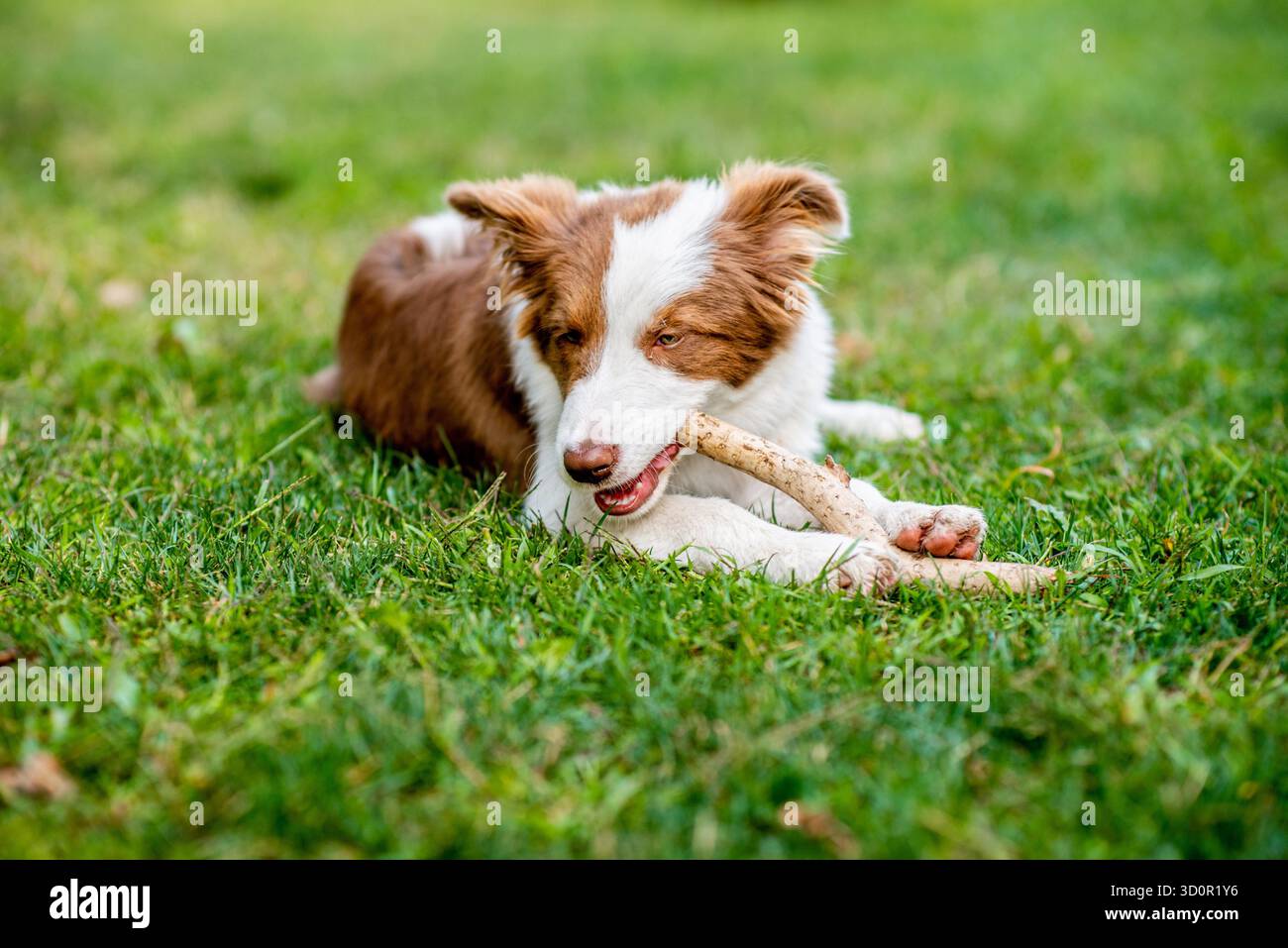 Happy border collie dog seated hi-res stock photography and images - Alamy