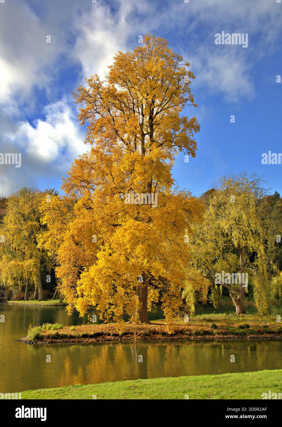 Autumn gold yellow leaves hi-res stock photography and images - Alamy