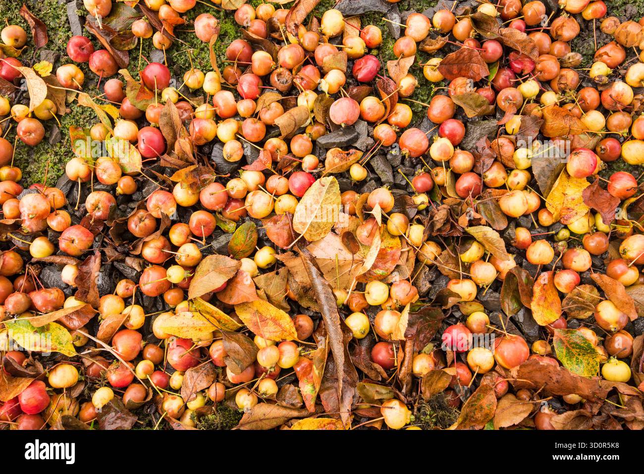 They say that .ripening is the first sign of rot' and sure enough the ...