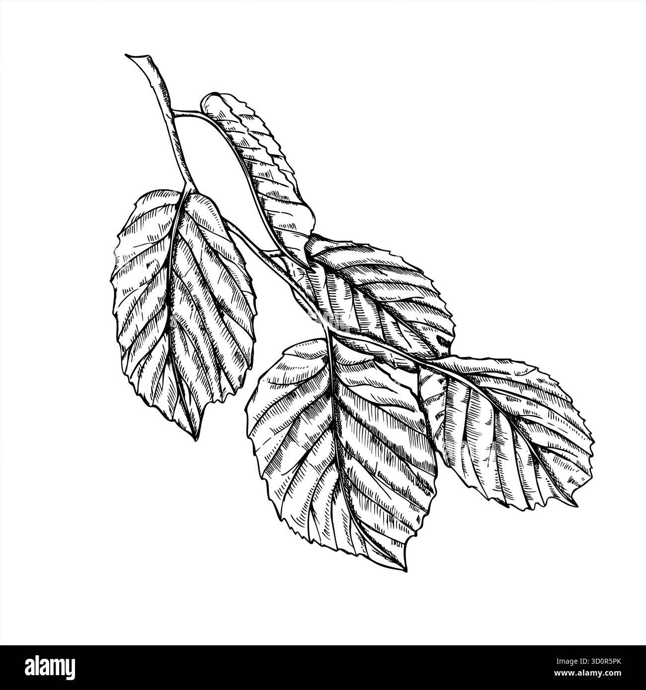 Hand drawn sketch hazelnut Black and White Stock Photos & Images - Alamy