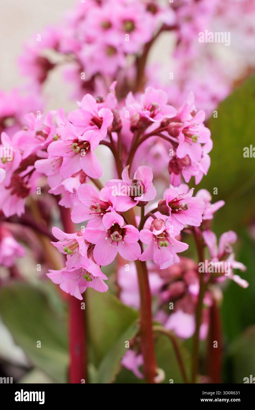 Pink flowers Bergenia Eric Smith elephant's ears plant in spring. UK ...