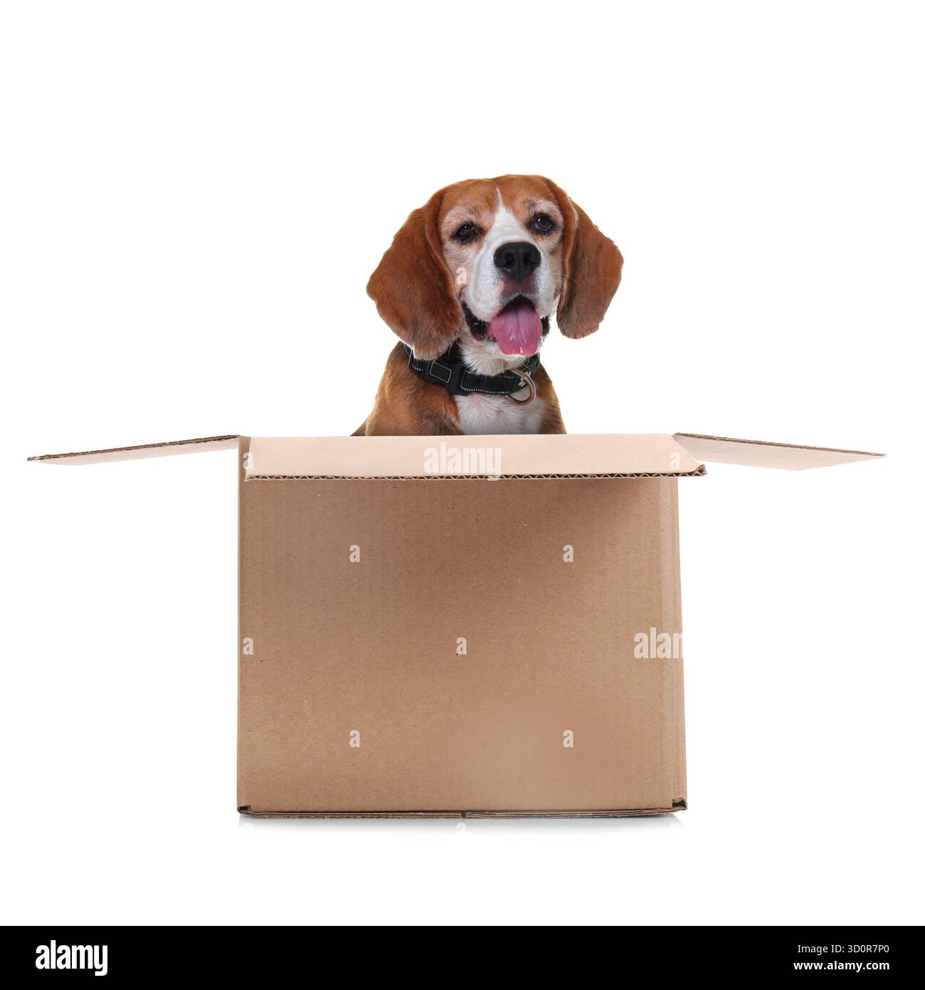 Adorable beagle puppy in Cut Out Stock Images & Pictures - Alamy