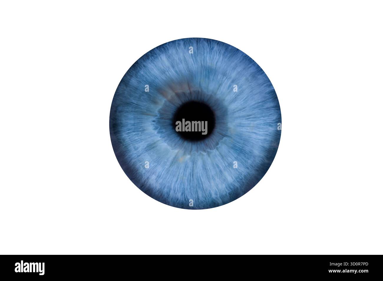 Human eye, closeup. Blue iris with pupil on white background Stock ...