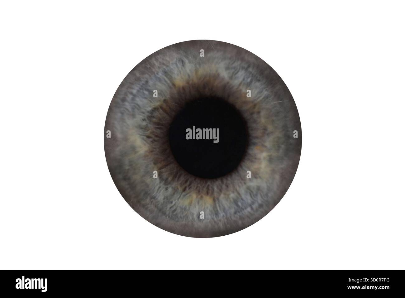 Skin texture pigment man Cut Out Stock Images & Pictures - Alamy