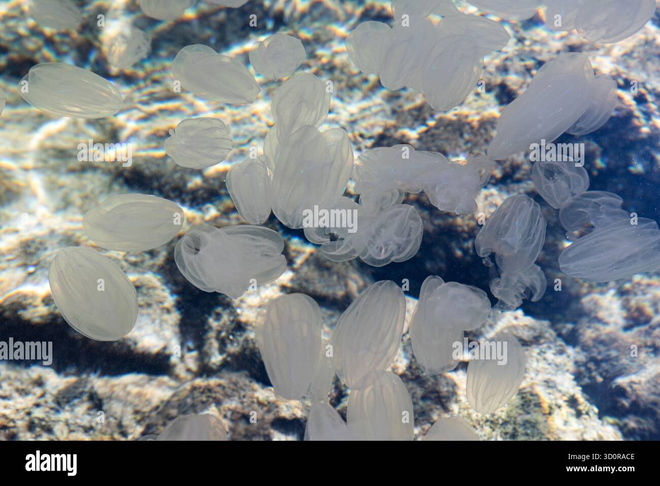 Warty jelly hi-res stock photography and images - Alamy