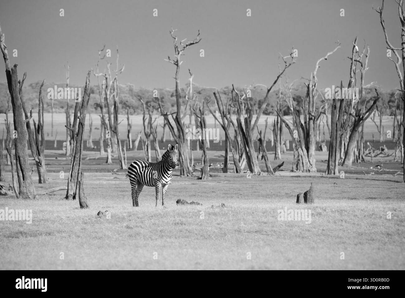 Atmospheric portrait photography Black and White Stock Photos & Images ...