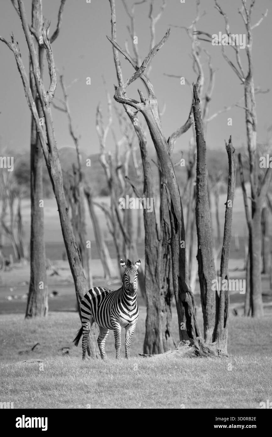 Lake safari Black and White Stock Photos & Images - Alamy