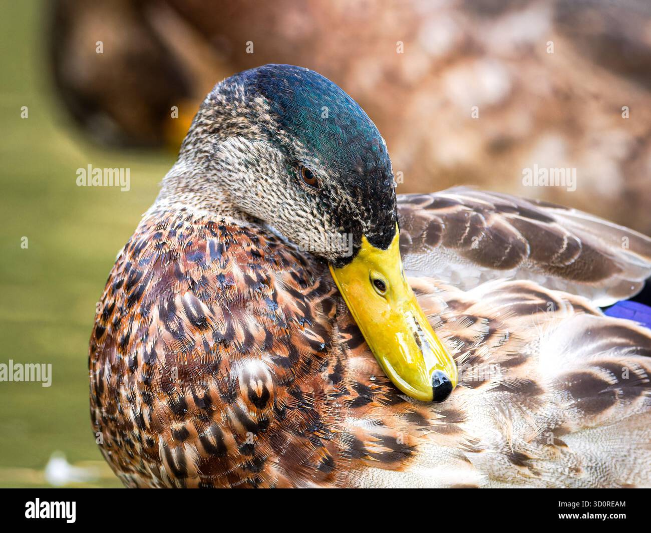 Male Mallard Duck (Anas platyrhynchos) preening by the water at Bois de ...
