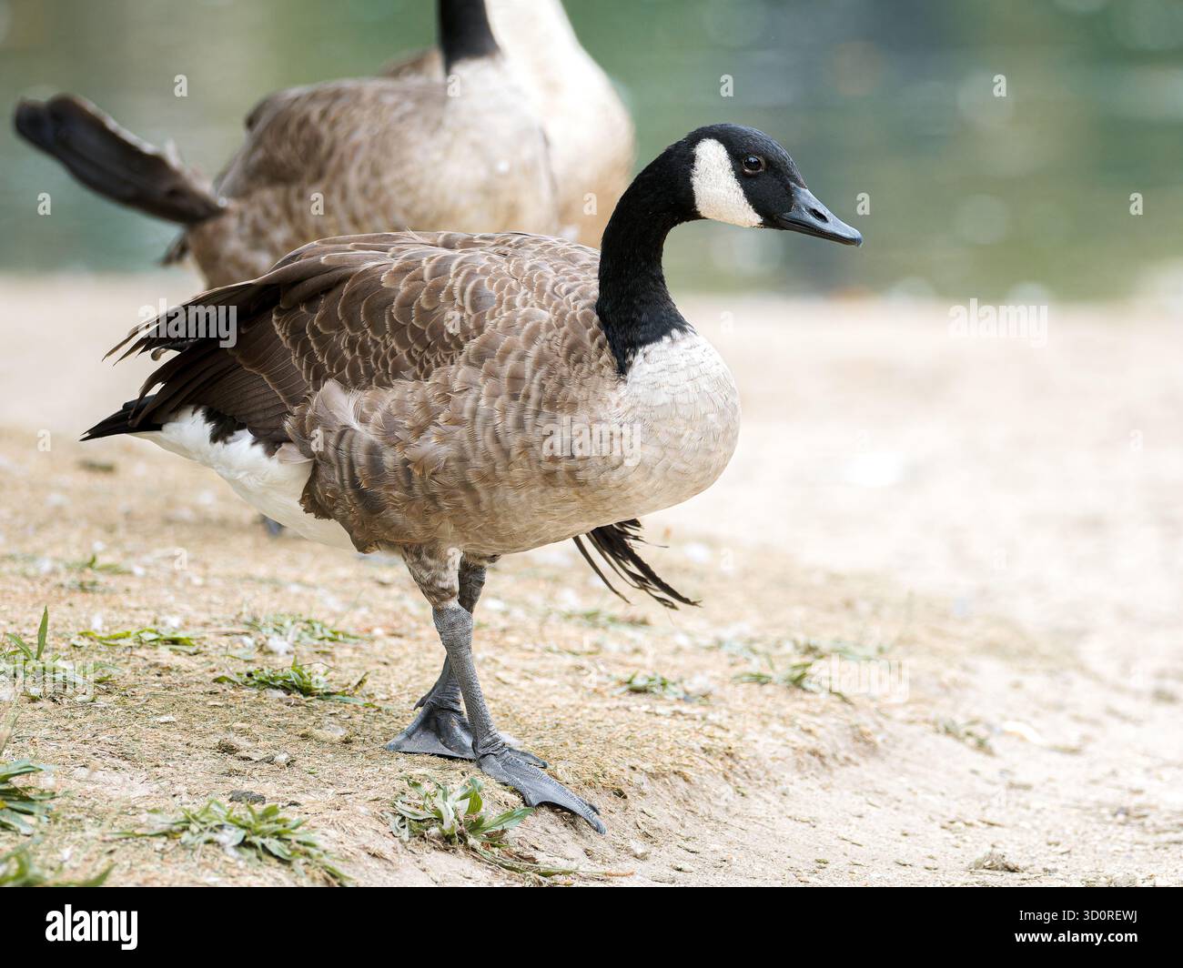 Injured Canada goose (Branta canadensis) with drooping wing by the lake ...