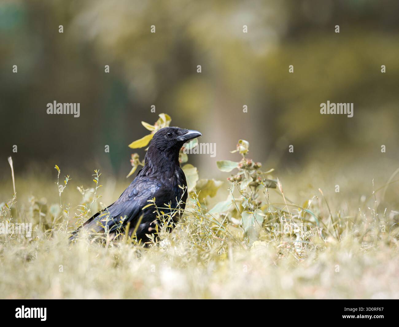 Carrion crow (Corvus corone) in Bois de Boulogne, Paris — urban bird ...
