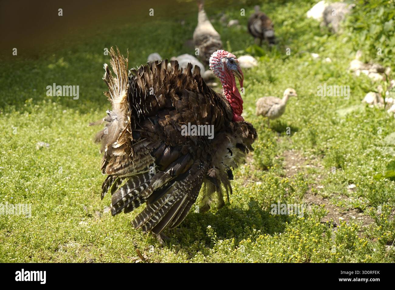 Turkey in a yard at the countryside Stock Photo - Alamy