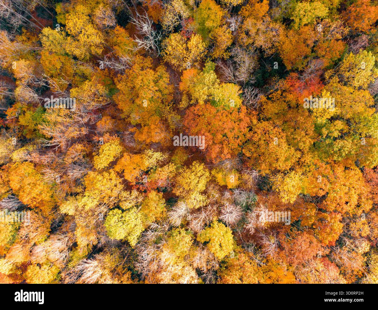 Peak Fall Foliage Aerial Drone Panorama of the Blue Ridge Mountains ...