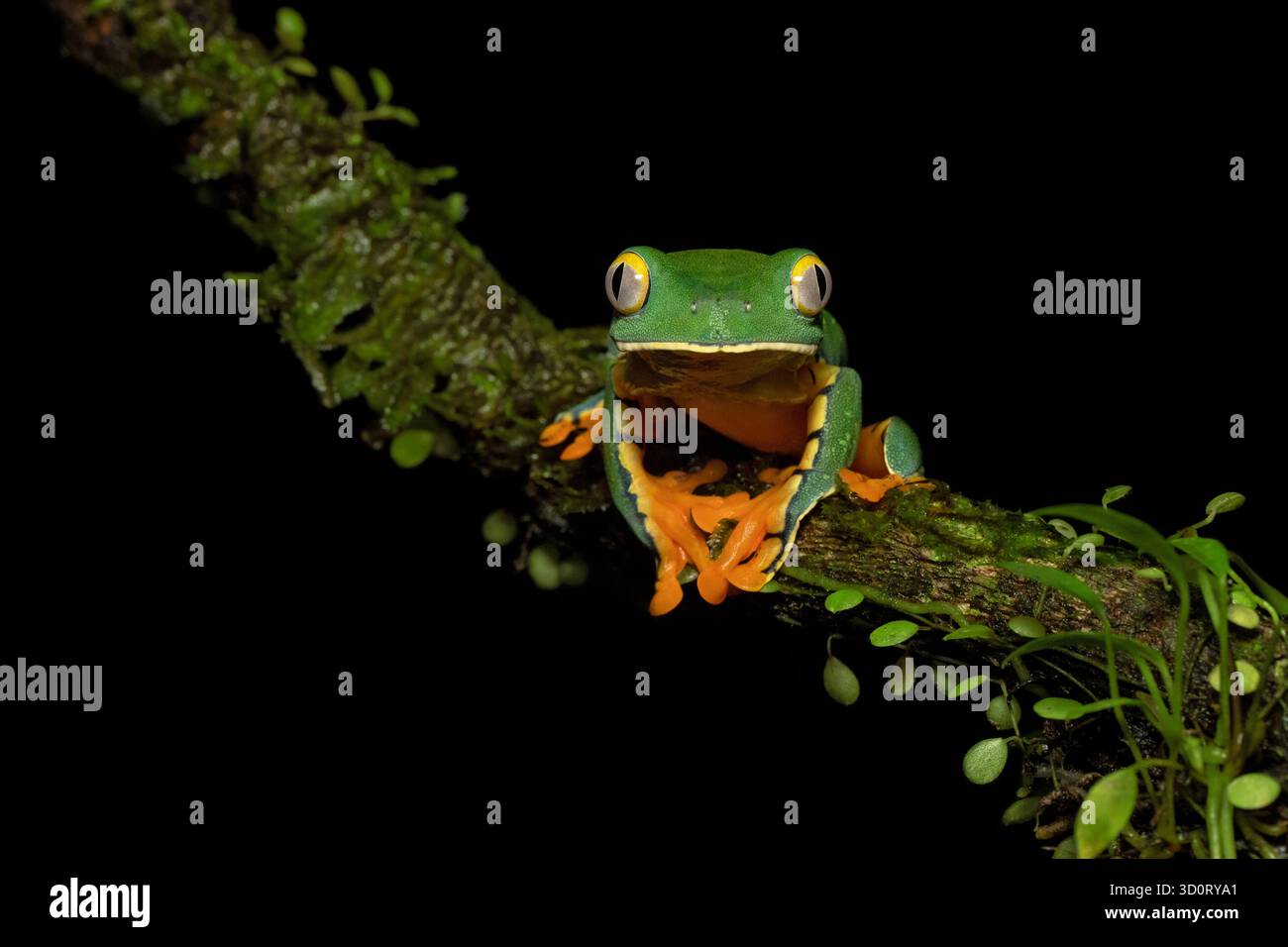 Cruziohyla sylviae, also known as Sylvia's tree frog, is a large ...