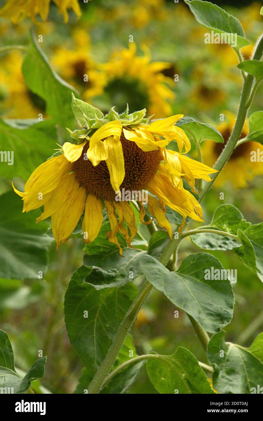 A group of sunflowers in full bloom, growing wild in a green field ...