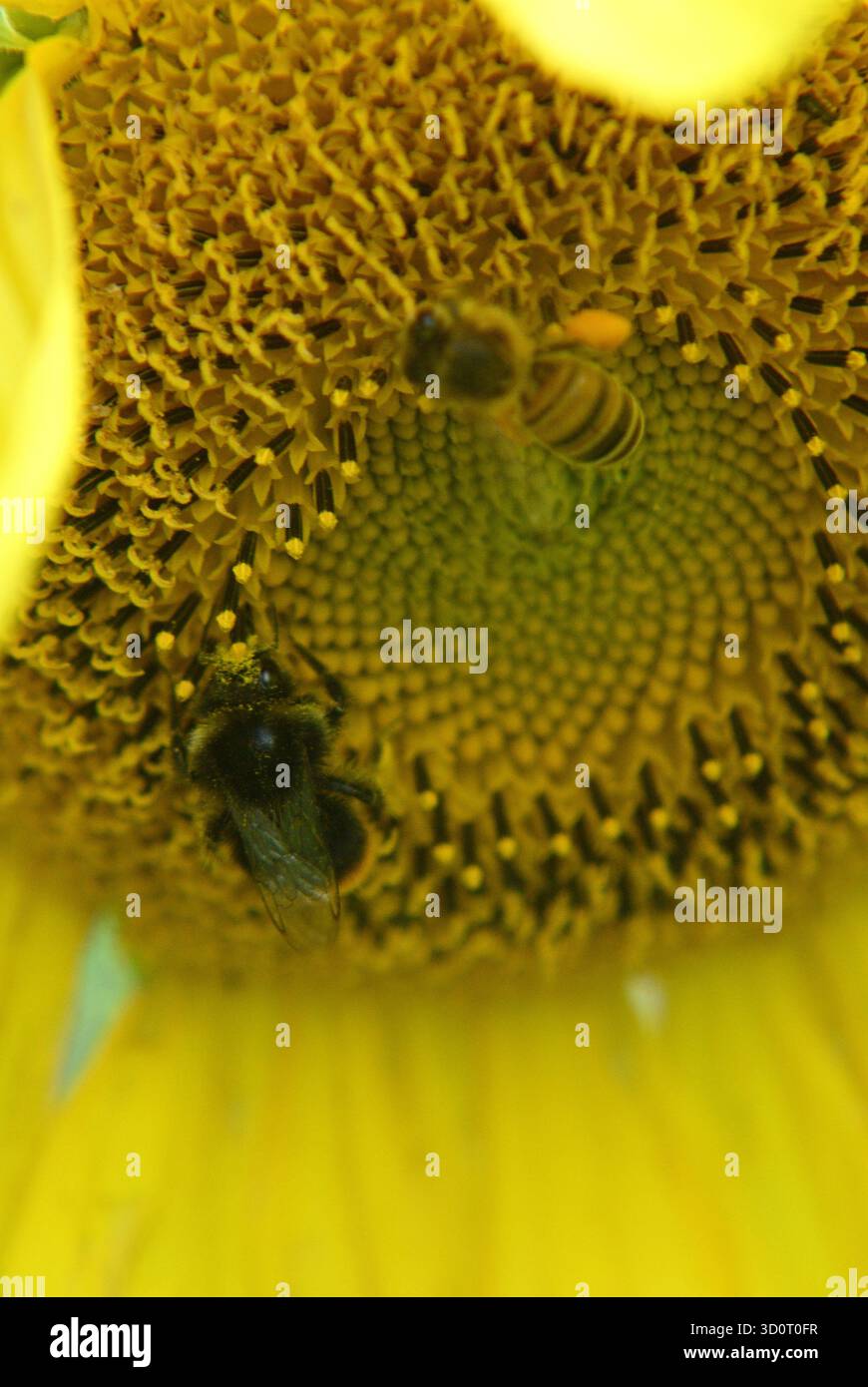 A bumblebee and a honeybee collect pollen and nectar on the disc ...