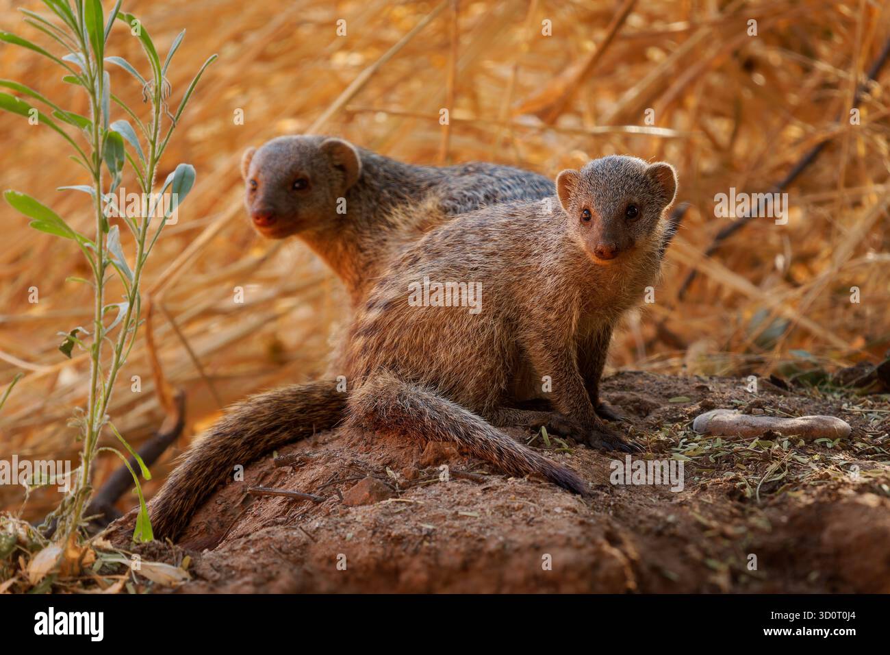 Zebra Banded mongoose Mungos mungo is native from the Sahel to Southern ...