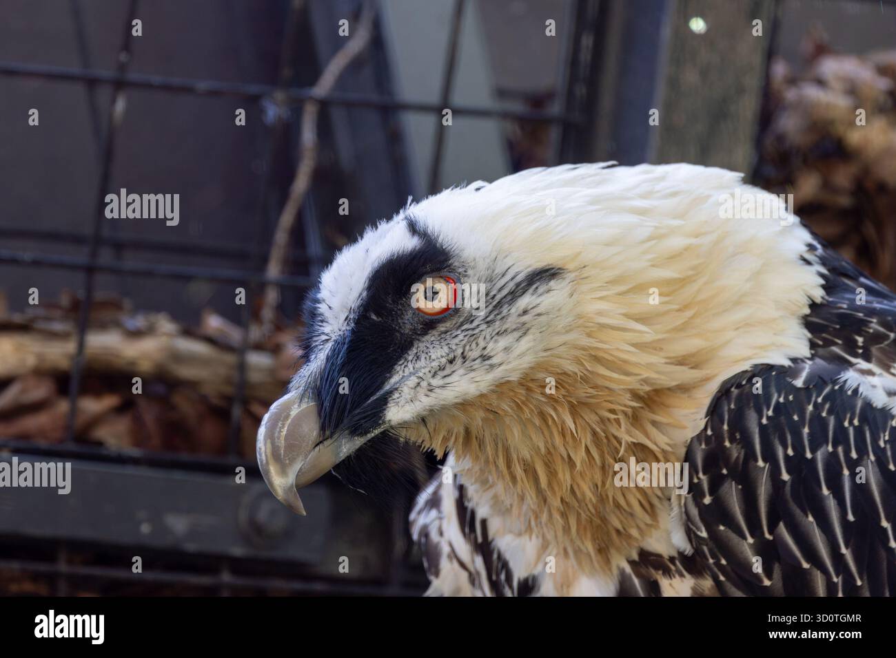 Bone cracker bird hi-res stock photography and images - Alamy