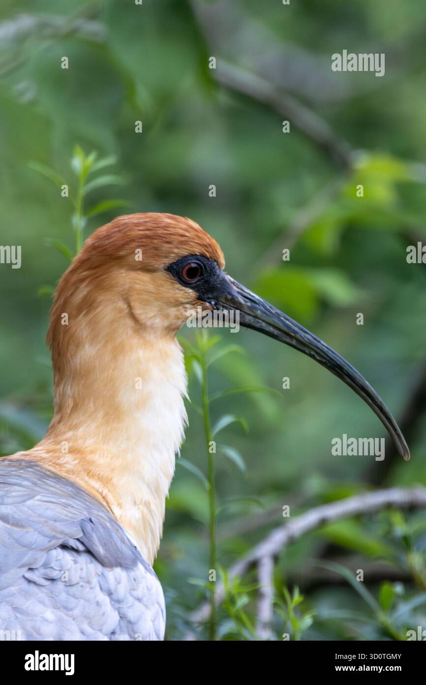 Black faced ibis wading hi-res stock photography and images - Alamy