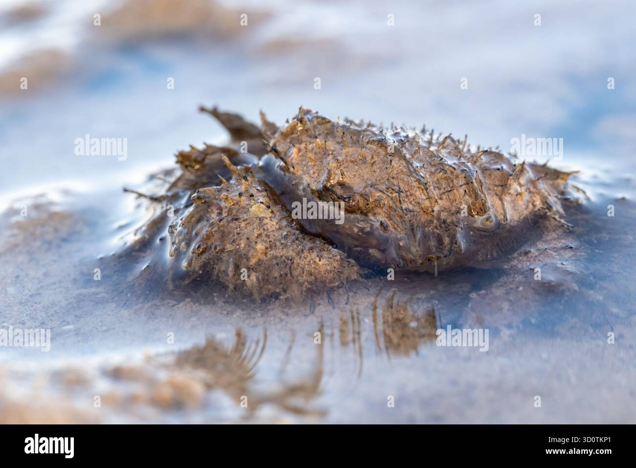 Common hairy crab (Pilumnus vespertilio) in the water in Red Sea, Egypt ...