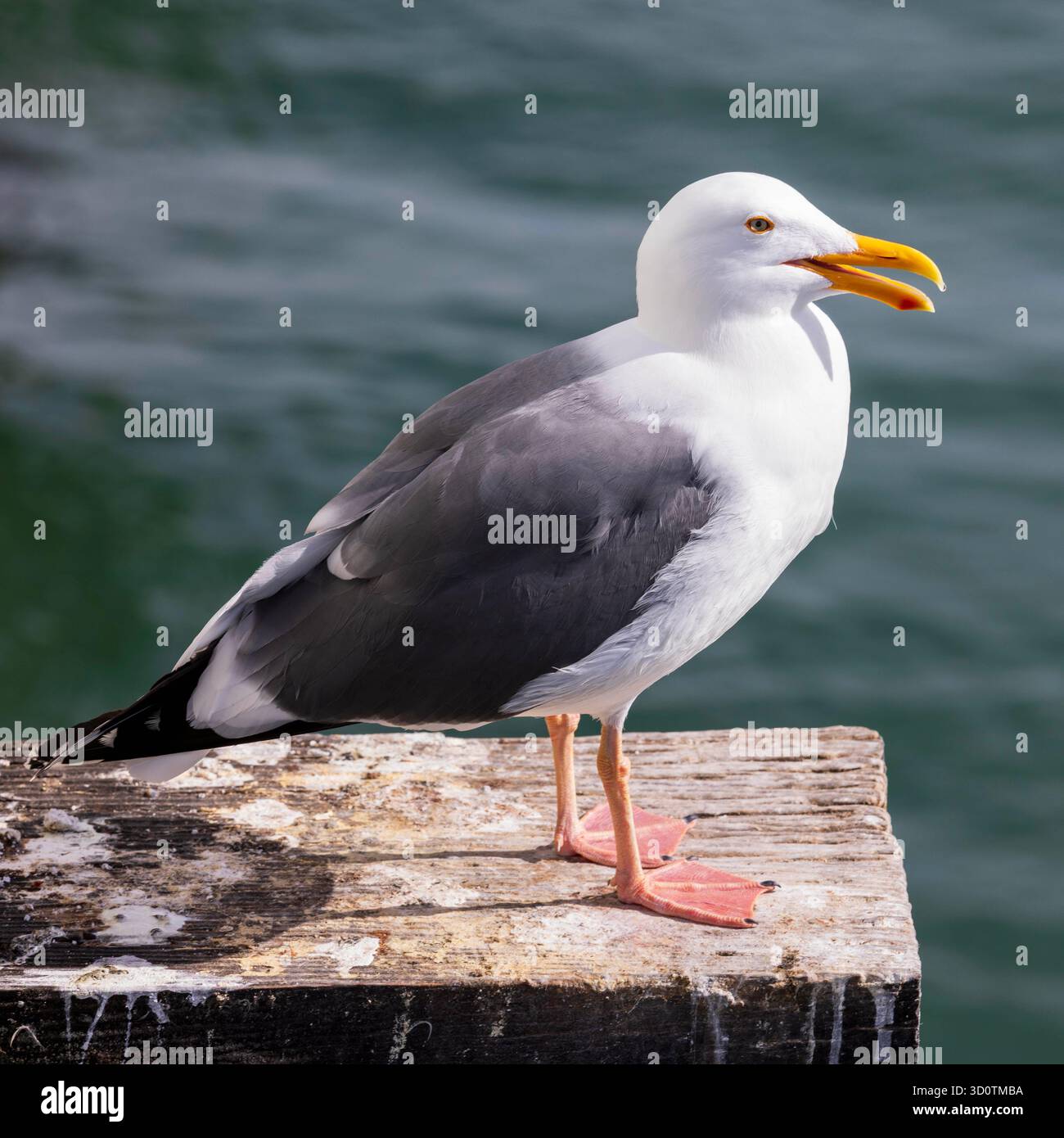 April 11, 2025, Santa Ana, California, USA: A large seagull stands on ...